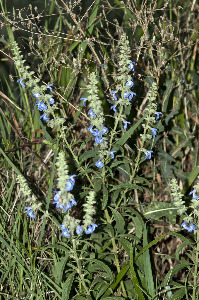 giant blue sage (Nash Prairie Plants List) · iNaturalist