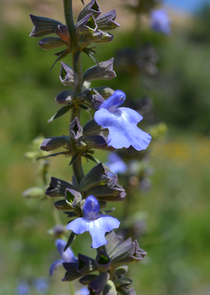 giant blue sage (Nash Prairie Plants List) · iNaturalist