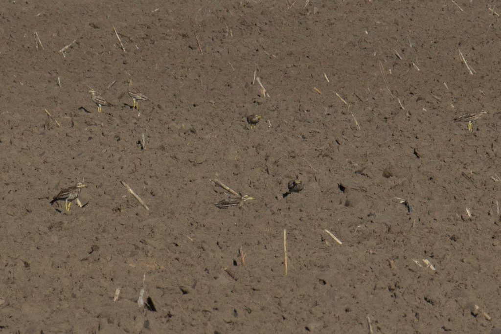 Eurasian Stone-curlew from Jurilovca, Romania on October 12, 2017 at 04 ...