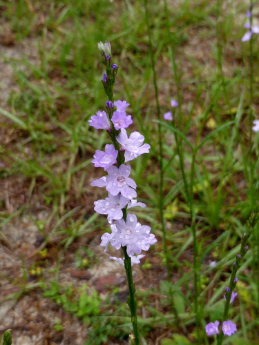 Texas Vervain (Nash Prairie Plants List) · iNaturalist