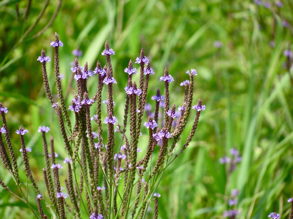 Texas Vervain (Nash Prairie Plants List) · iNaturalist