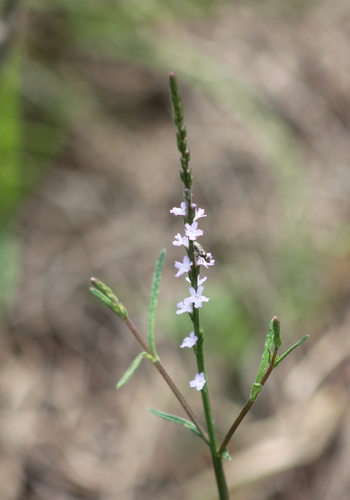 Texas Vervain (Nash Prairie Plants List) · iNaturalist