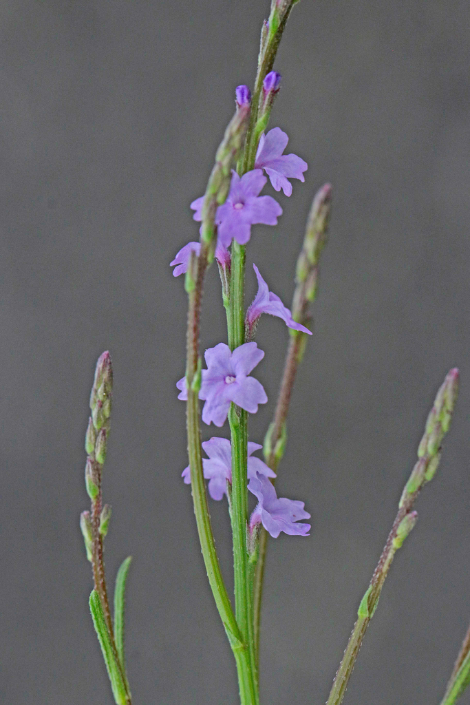 Texas Vervain (Nash Prairie Plants List) · iNaturalist