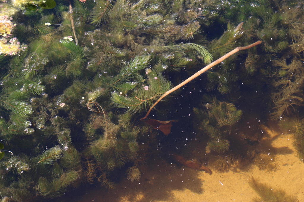 Hornwort (Ceratophyllum demersum demersum) - Botanical Realm