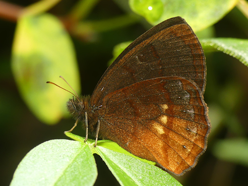 Subspecies Eretris apuleja ochrea · iNaturalist United Kingdom