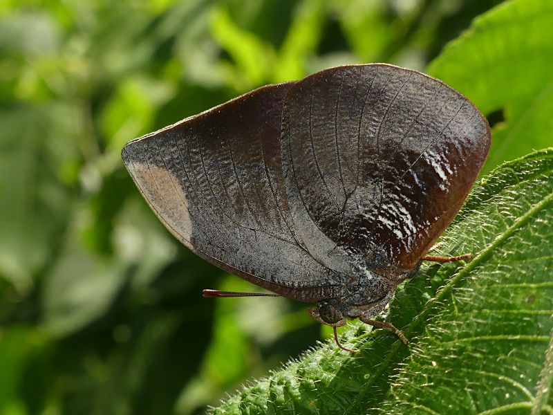 Memphis polyxo from Archidona Canton, Ecuador on September 19, 2021 at ...
