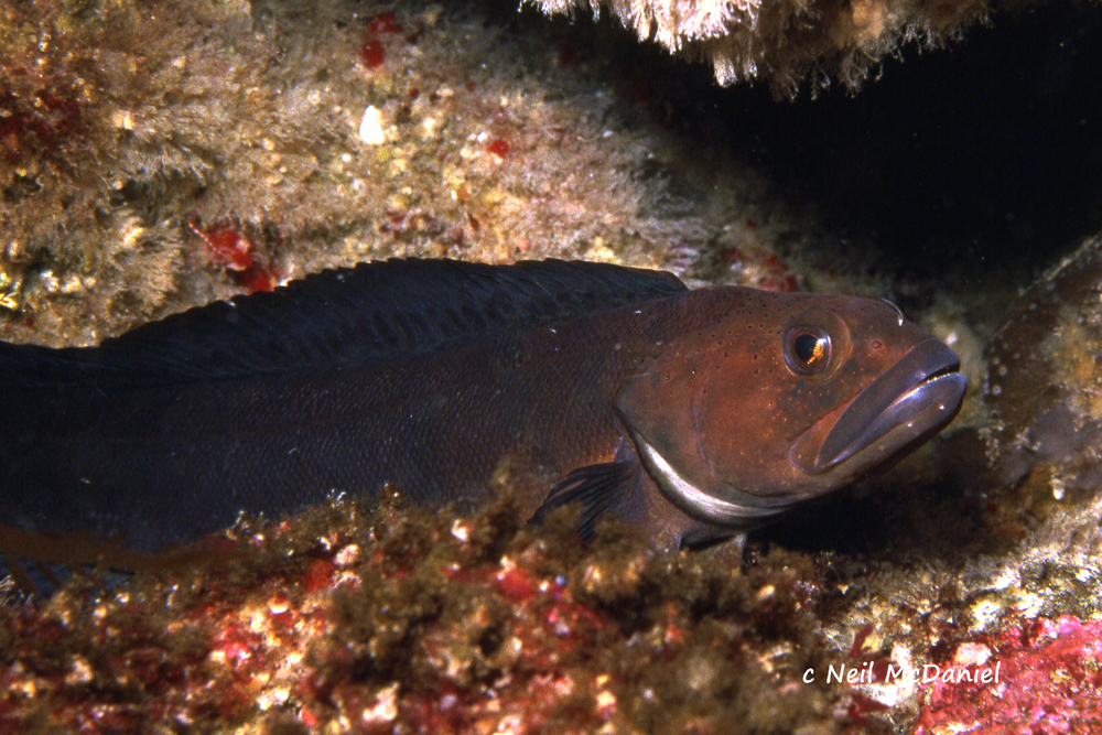 Alaskan Ronquil (Bathymaster caeruleofasciatus) - Marine Life ...