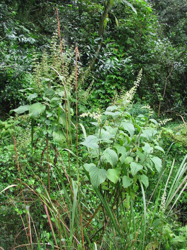 Coleus gibbosus · iNaturalist