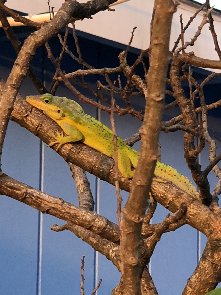 St. Eustatius Anole from Saint James Windward, KN on April 21, 2018 at ...