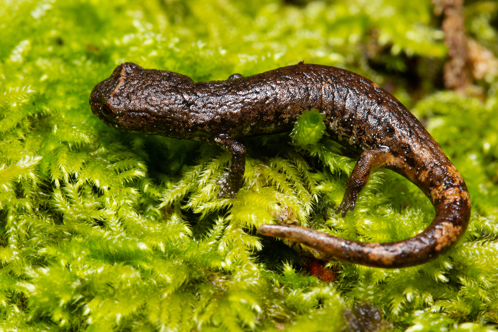 Salamandra de color granito (Animales endémicos del Estado de Veracruz ...