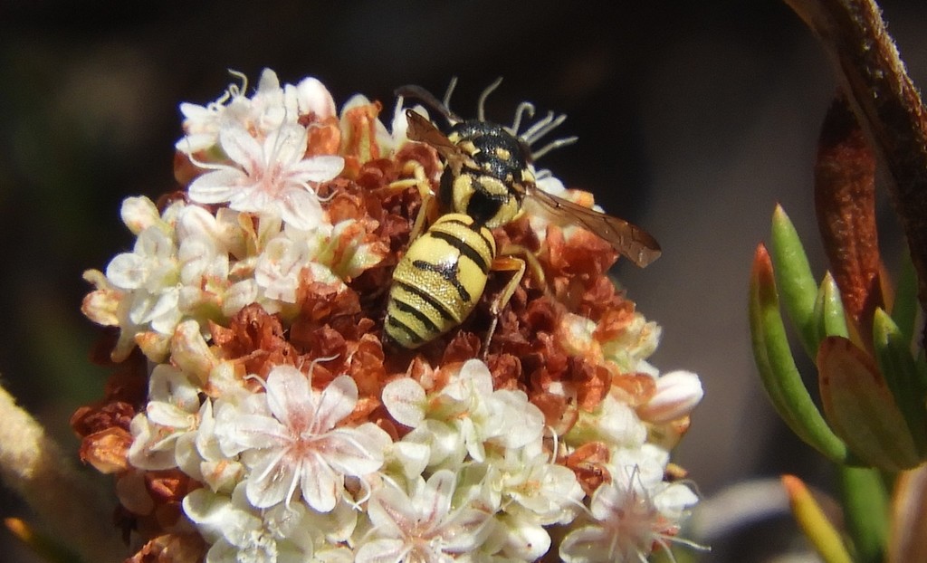 Stenodynerus from 22876 Cattail Ln, Moreno Valley, CA 92557, USA on ...