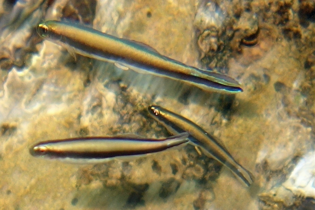 Yellowstriped Dartfish (Parioglossus formosus) - Marine Life Identification