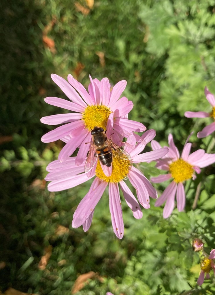 Common Drone Fly from Douglasdale, Calgary, AB T2Z, Canada on September ...