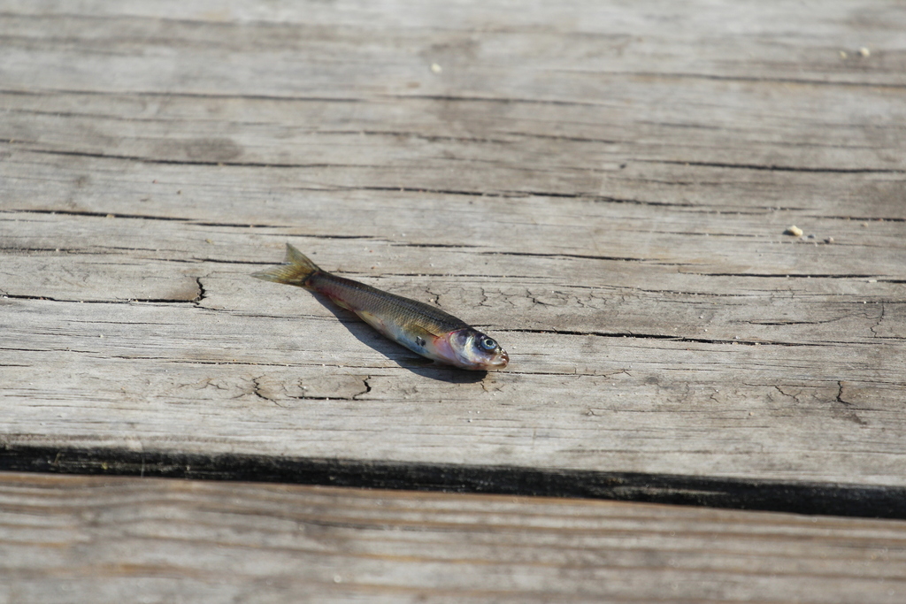 Fathead Minnow from Ericsson, Minneapolis, MN, USA on September 30 ...