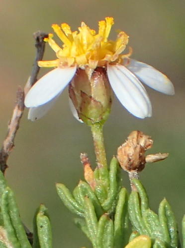 Phymaspermum aciculare · NaturaLista Colombia