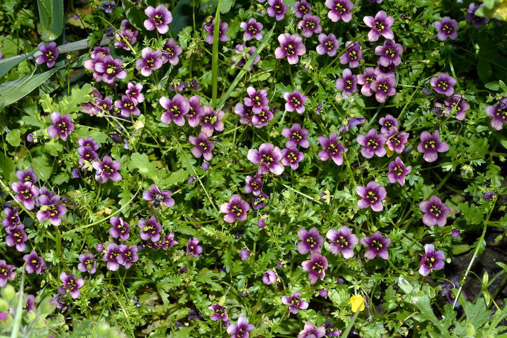 Diascia elongata (Plants of the Tygerberg Nature Reserve) · iNaturalist