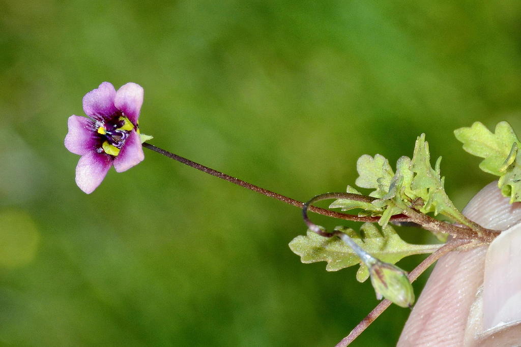 Diascia elongata (Plants of the Tygerberg Nature Reserve) · iNaturalist
