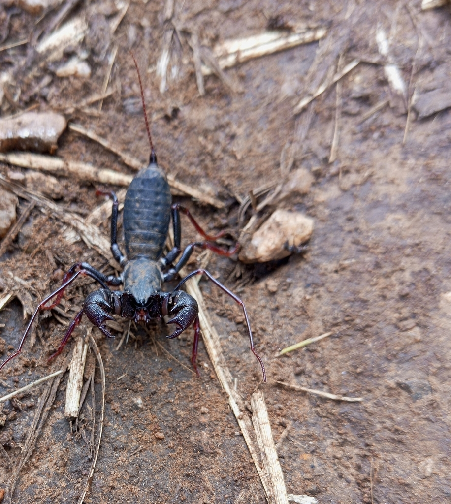 African Whip Scorpion from Agobele, Ethiopia on September 30, 2021 at ...