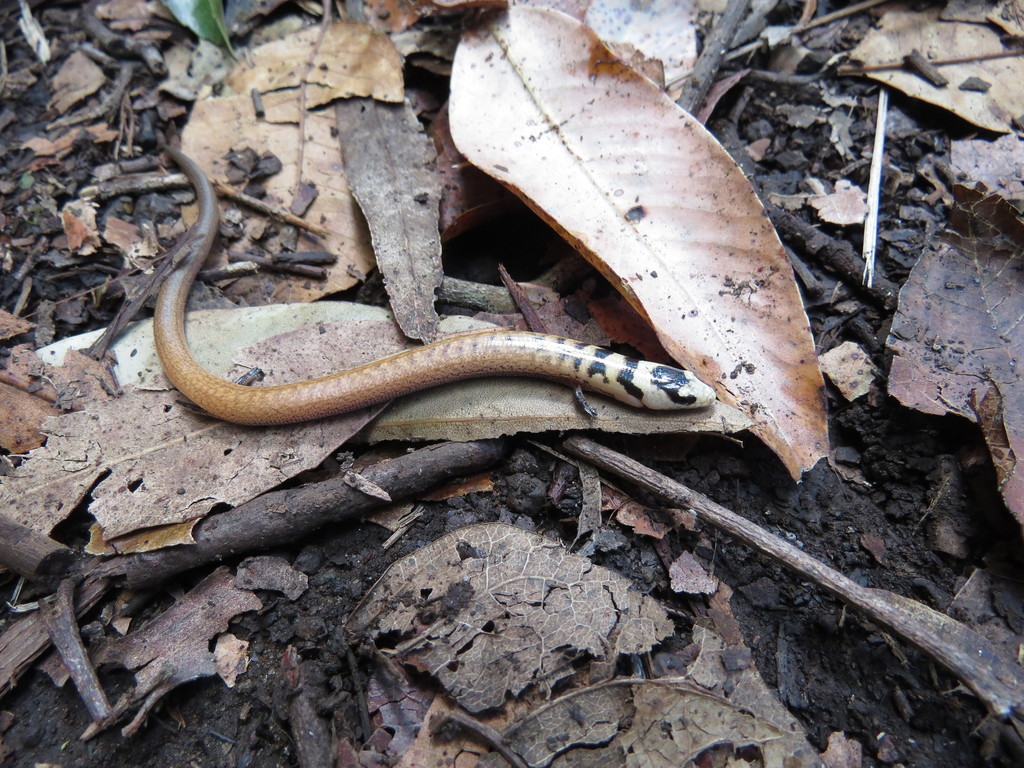 Three-toed Snake-Skink from Natural Bridge QLD 4211, Australia on ...