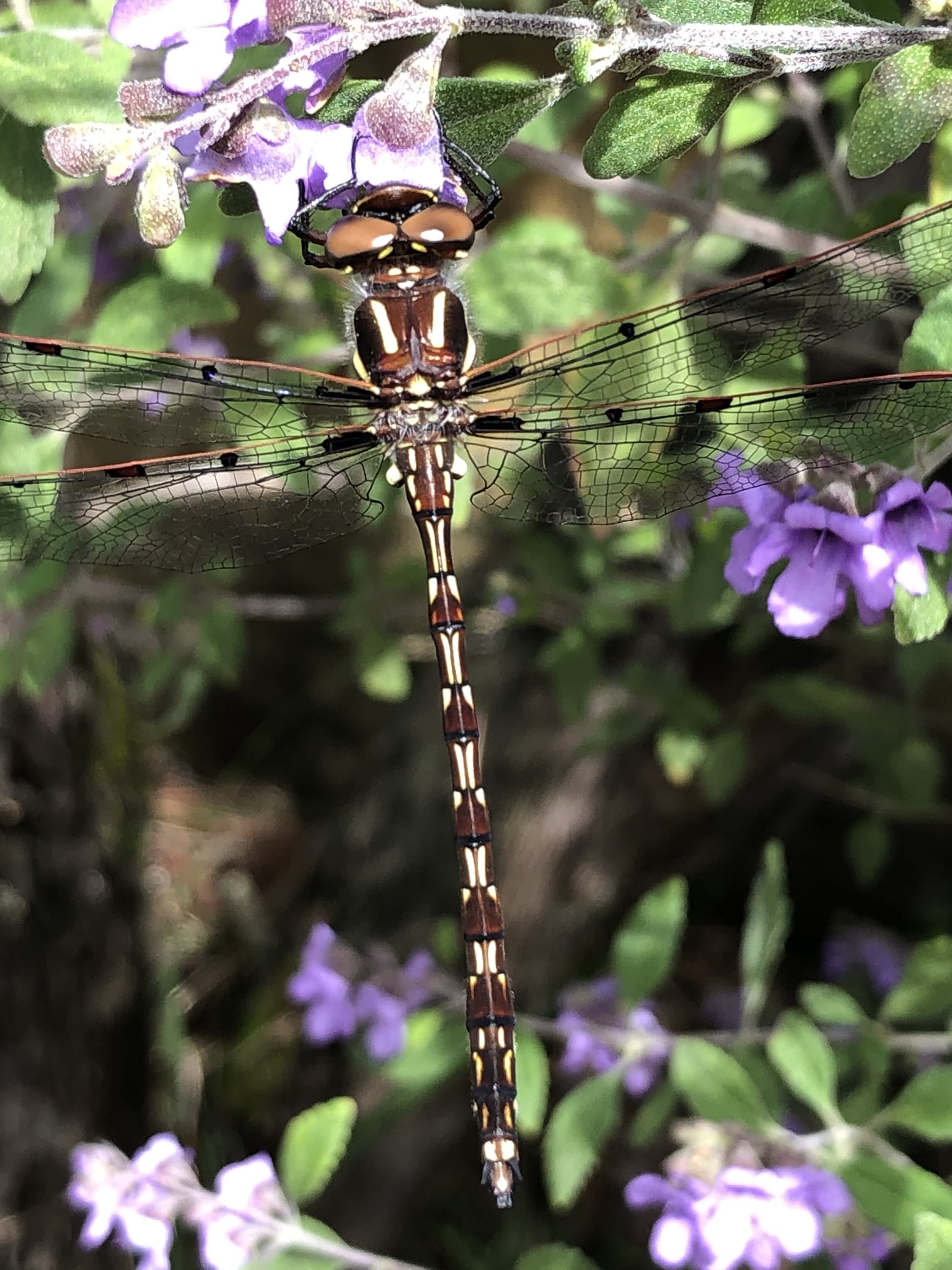 Austropetaliidae