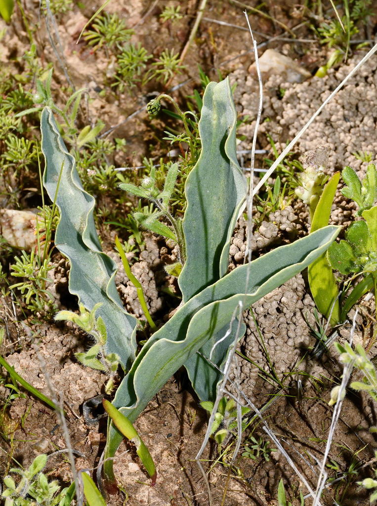 Assegaai Woolseed (Cape Bulbs 1) · BioDiversity4All