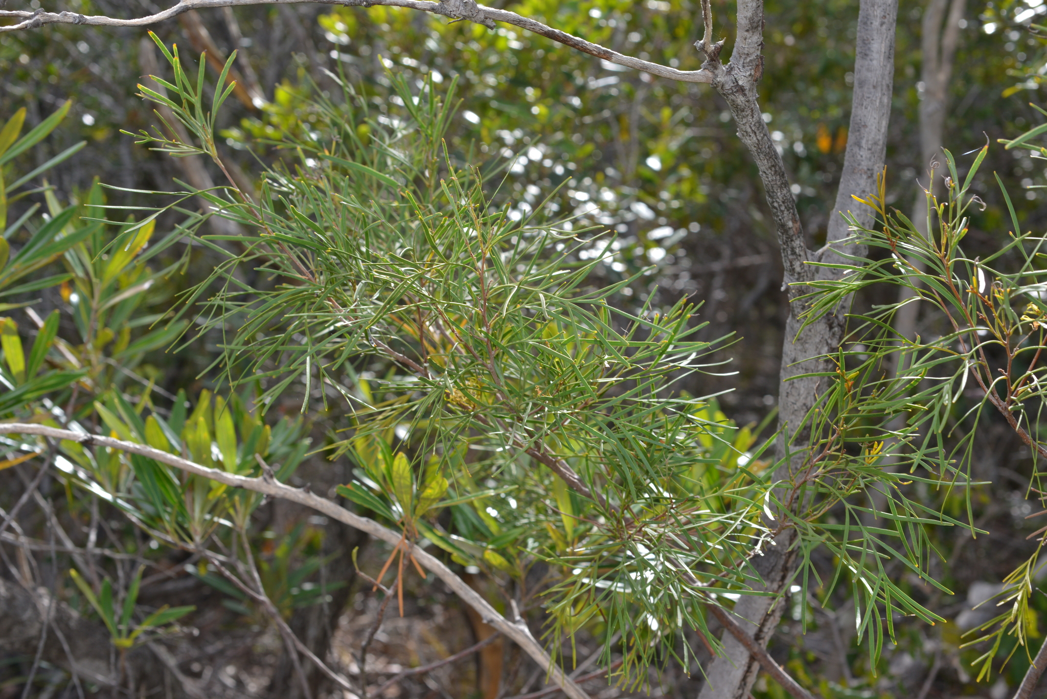 Stenocarpus milnei Hook.
