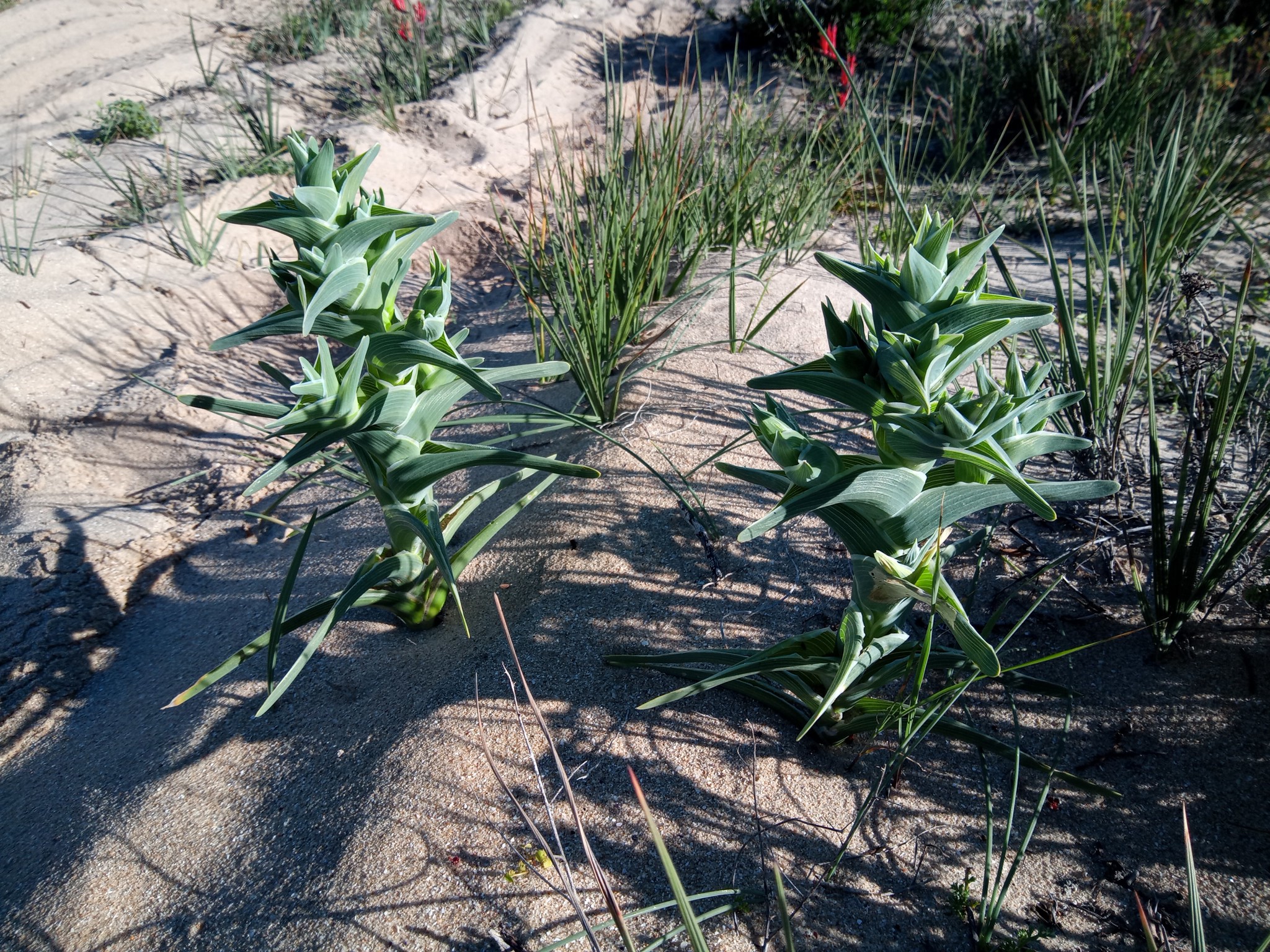 Ferraria foliosa G.J.Lewis