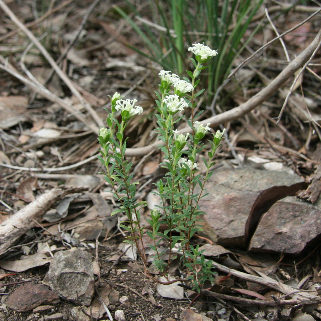 Common Rice-flower (Pimelea humilis) - Botanical Realm