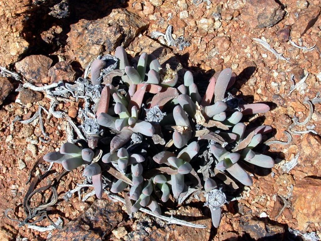 Clockfigs from Rooiberg on October 19, 2002 by audissou. Juttadinteria ...