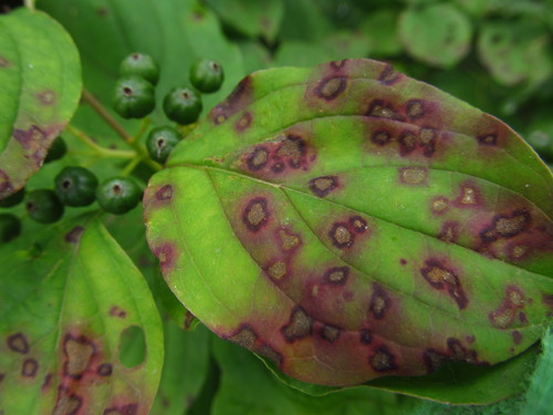 Genus Sphaerulina · iNaturalist