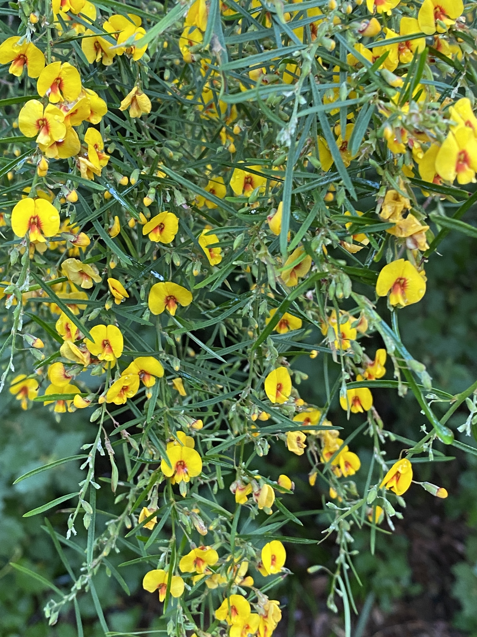 Bossiaea linophylla R.Br.