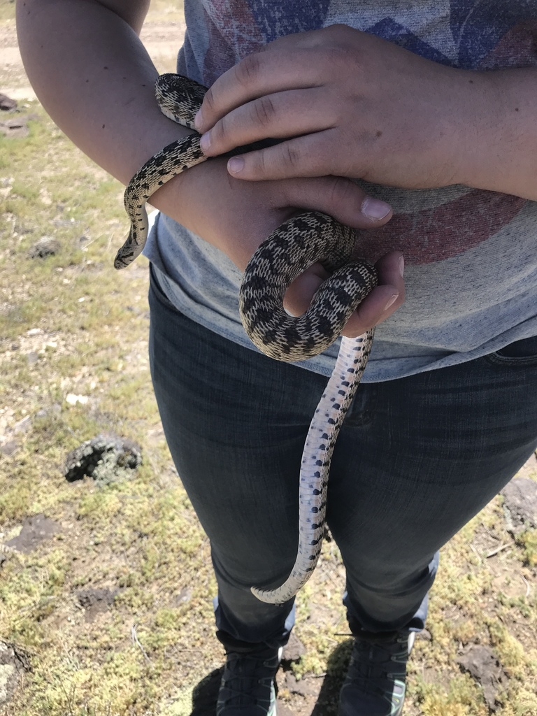 Gopher Snake in April 2018 by kjparker · iNaturalist