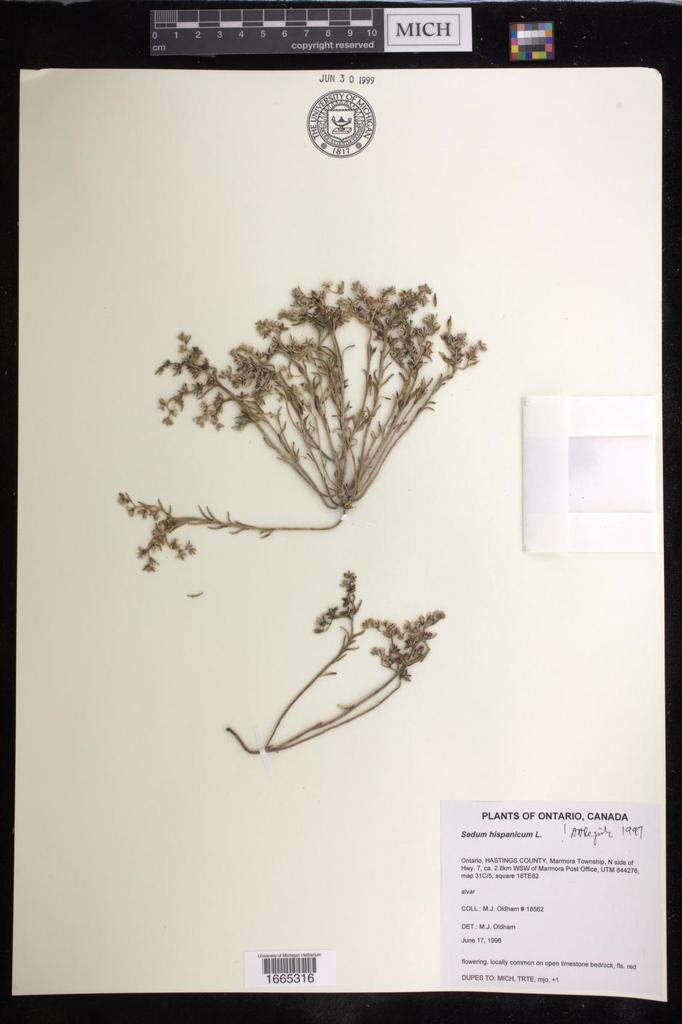 Spanish Stonecrop from Hastings County, ON, Canada on June 17, 1996 at ...