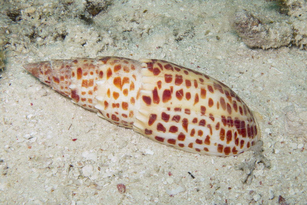 Mitra papalis from Kei Kecil, Maluku on October 18, 2019 by Steve Smith · iNaturalist