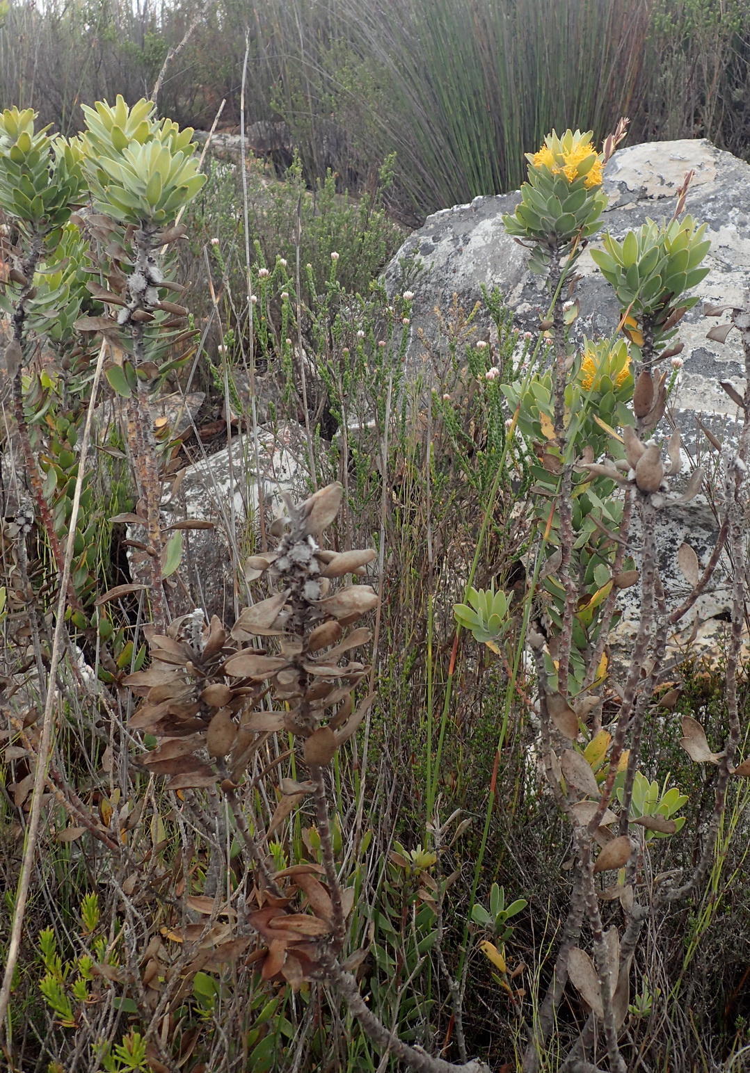 Mimetes chrysanthus Rourke