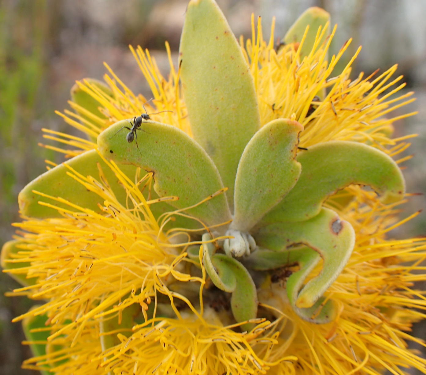 Mimetes chrysanthus Rourke