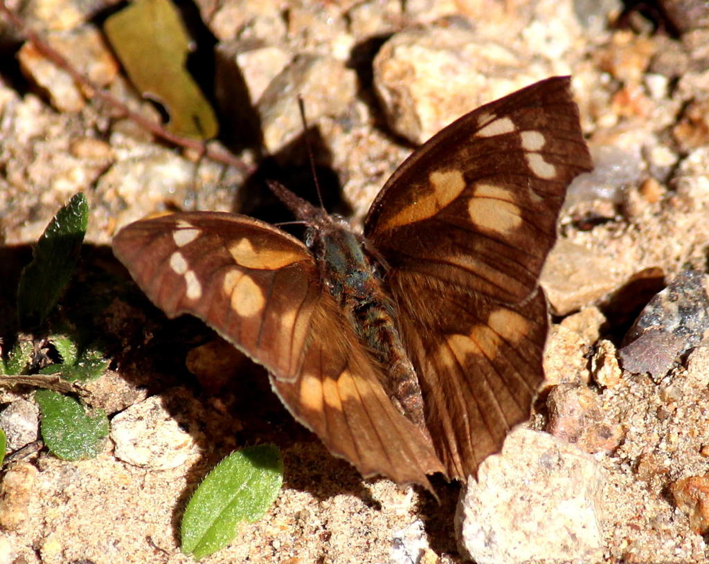 Libythea labdaca laius (Butterflies of Bonamanzi) · BioDiversity4All