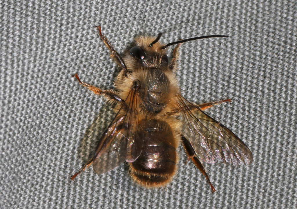 Taurus Mason Bee from Anne Arundel County, MD, USA on April 21, 2018 at ...