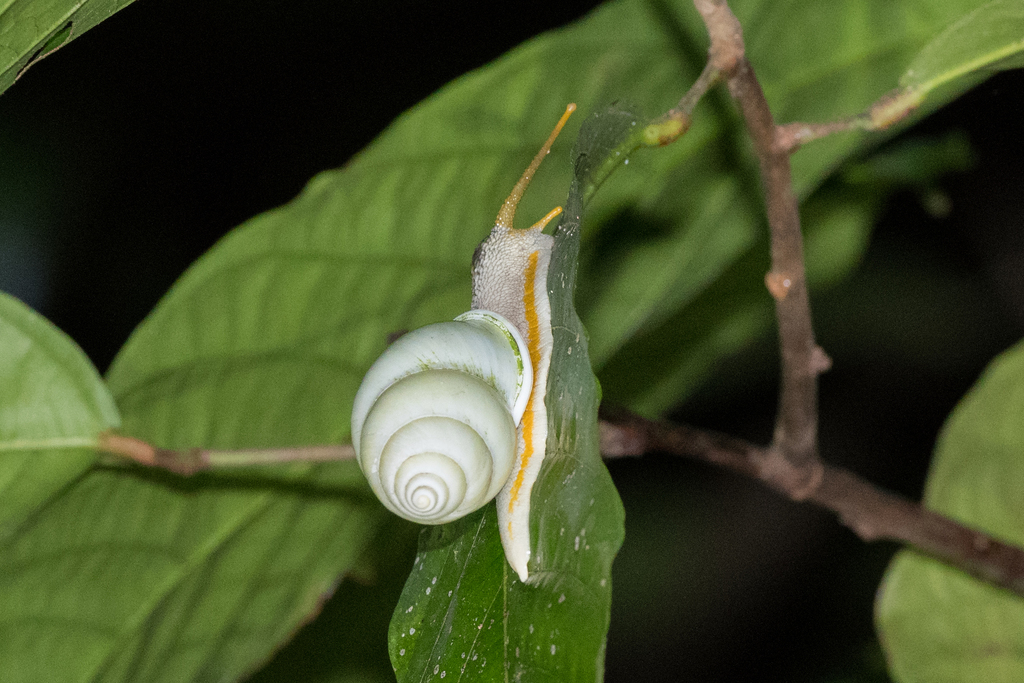Temasek Green Tree Snail in August 2021 by tanhuizhen · iNaturalist