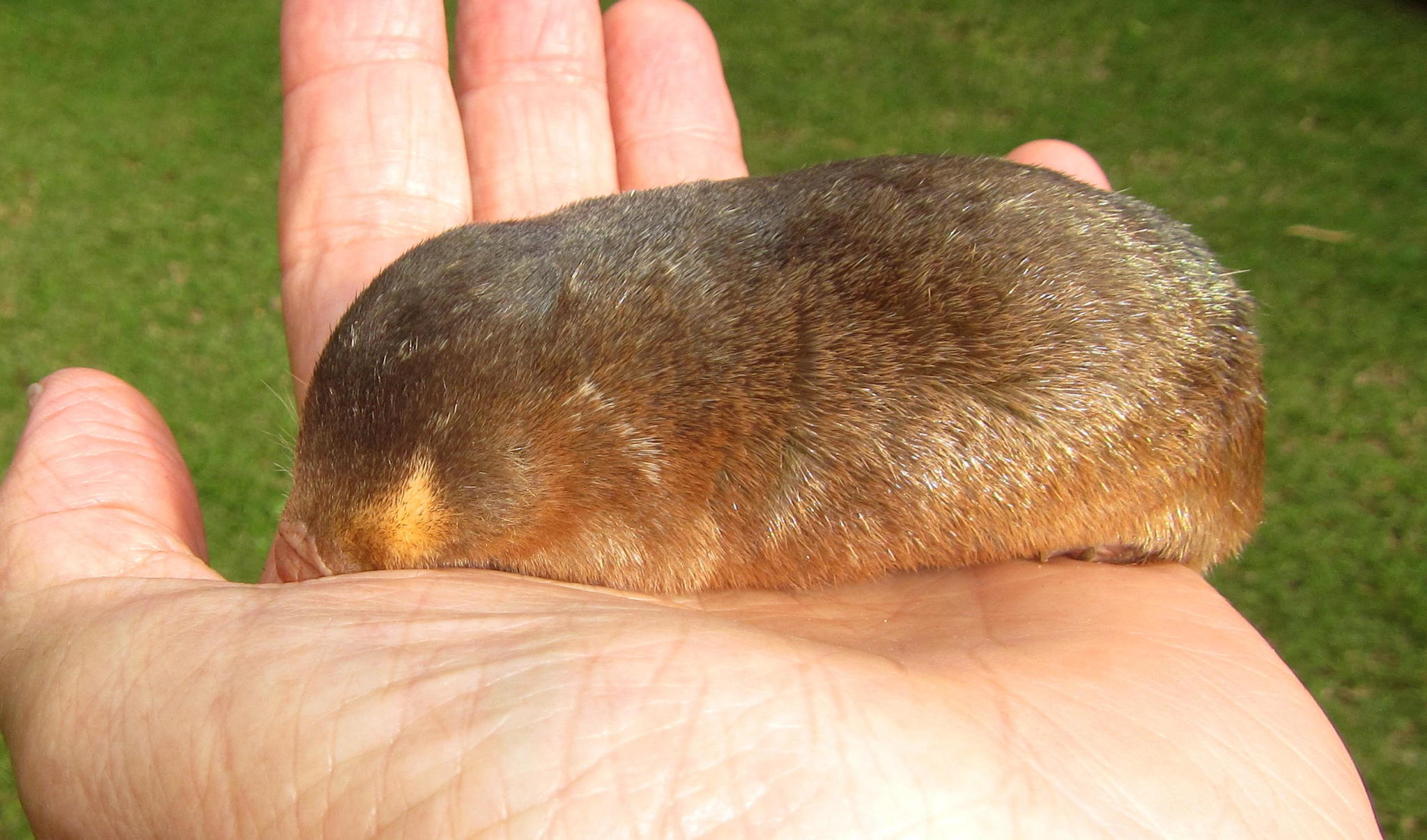 Amblysomus hottentotus (A.Smith, 1829)