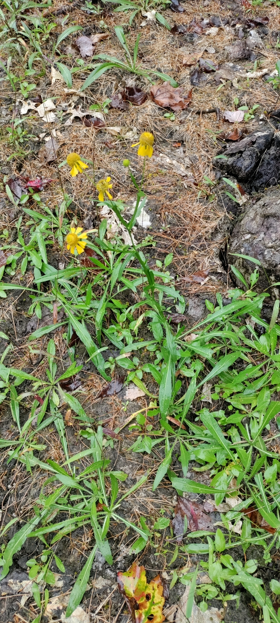 Helenium virginicum S.F.Blake