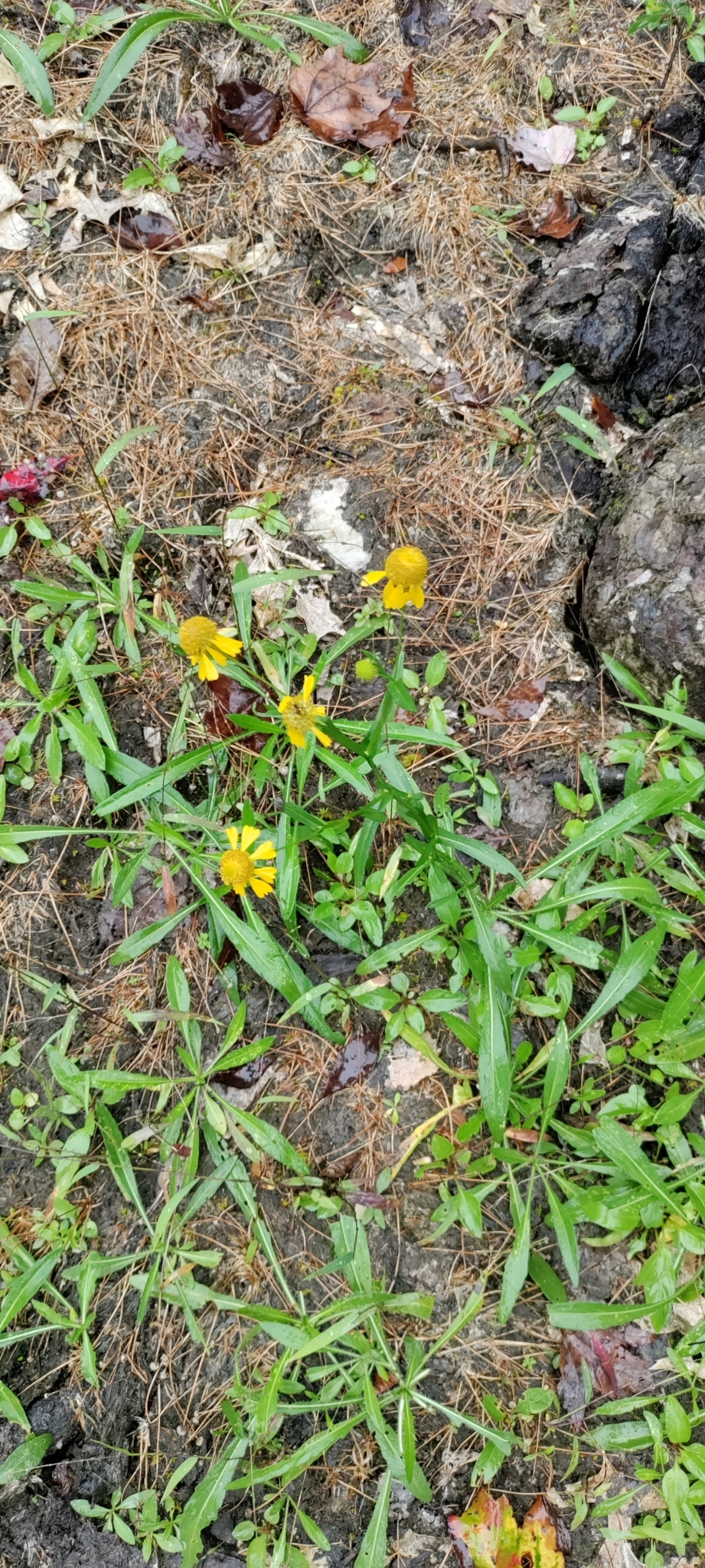 Helenium virginicum S.F.Blake