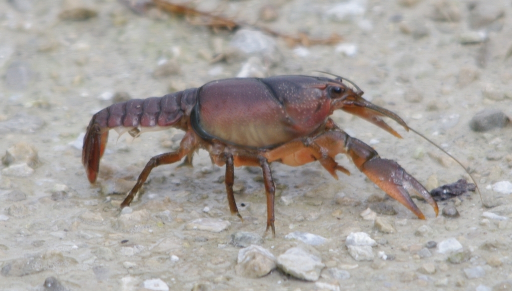 Prairie Crayfish from 9981 Pacific St, Prairie City, IA 50228, USA on ...