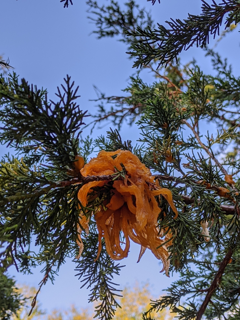 juniper-apple rust from Shaw, St. Louis, MO, USA on April 24, 2021 at ...