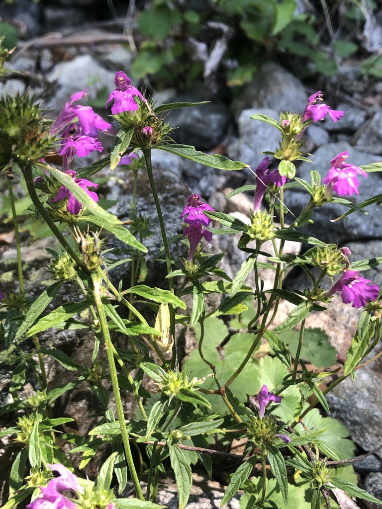 Red Hemp-nettle from Dorénaz, Valais, CH on October 01, 2021 at 01:44 ...