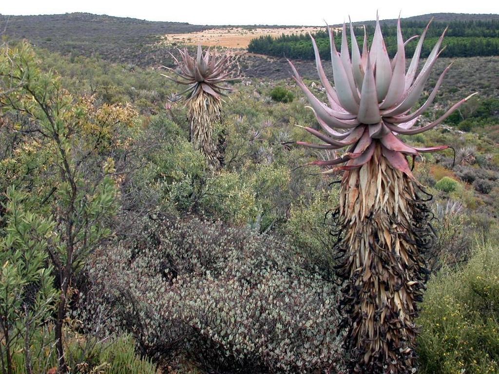 Clanwilliam aloe from N. Clanwilliam on October 23, 2002 by Jean ...