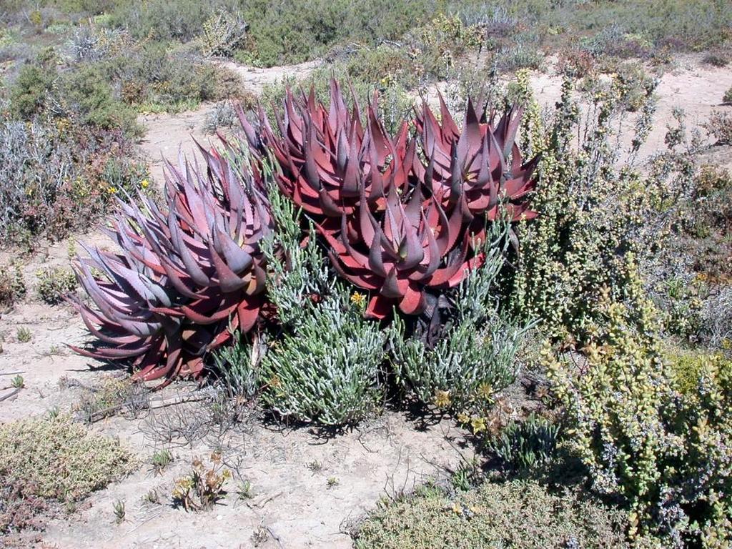Frames' Speckled Aloe from Papendorp on October 21, 2002 by Jean ...