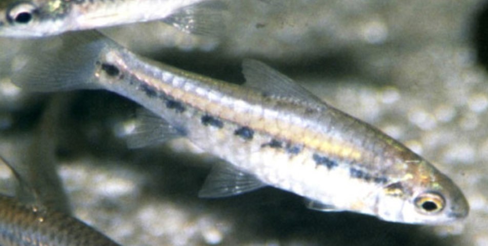 (Enteromius baudoni) - Marine Life Identification