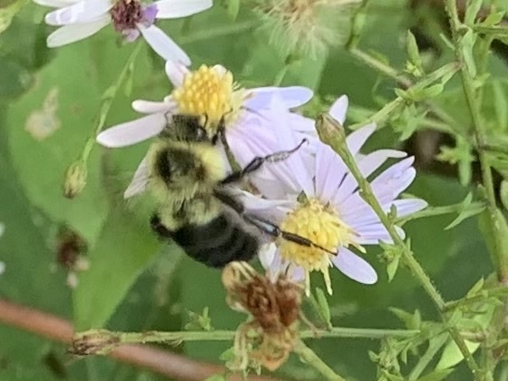 Common Eastern Bumble Bee from Alexandra Bridge, Ottawa, ON, CA on ...