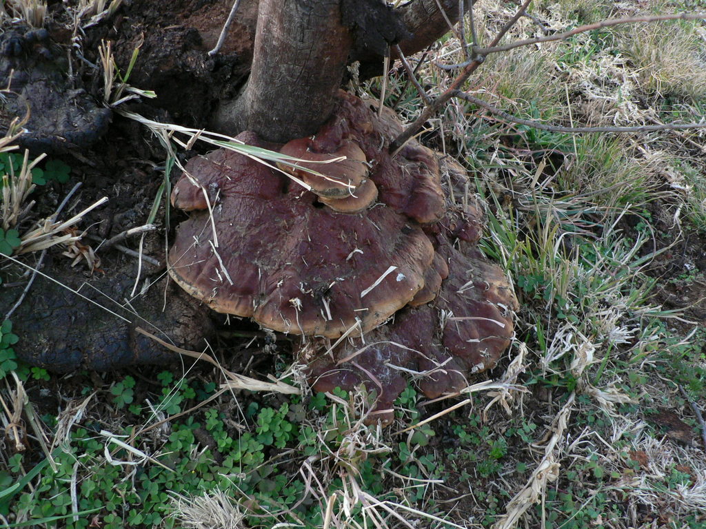 Reishi from Camp Dia Bear, Aldersgate, Bloemfontein on August 11, 2006 ...